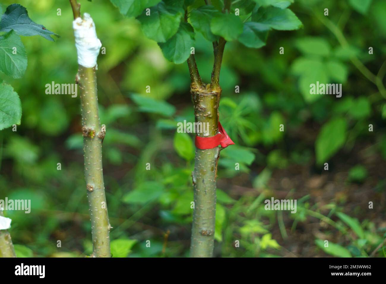 Live cutting fat grafting apple tree inc left with growing buds. Used ...