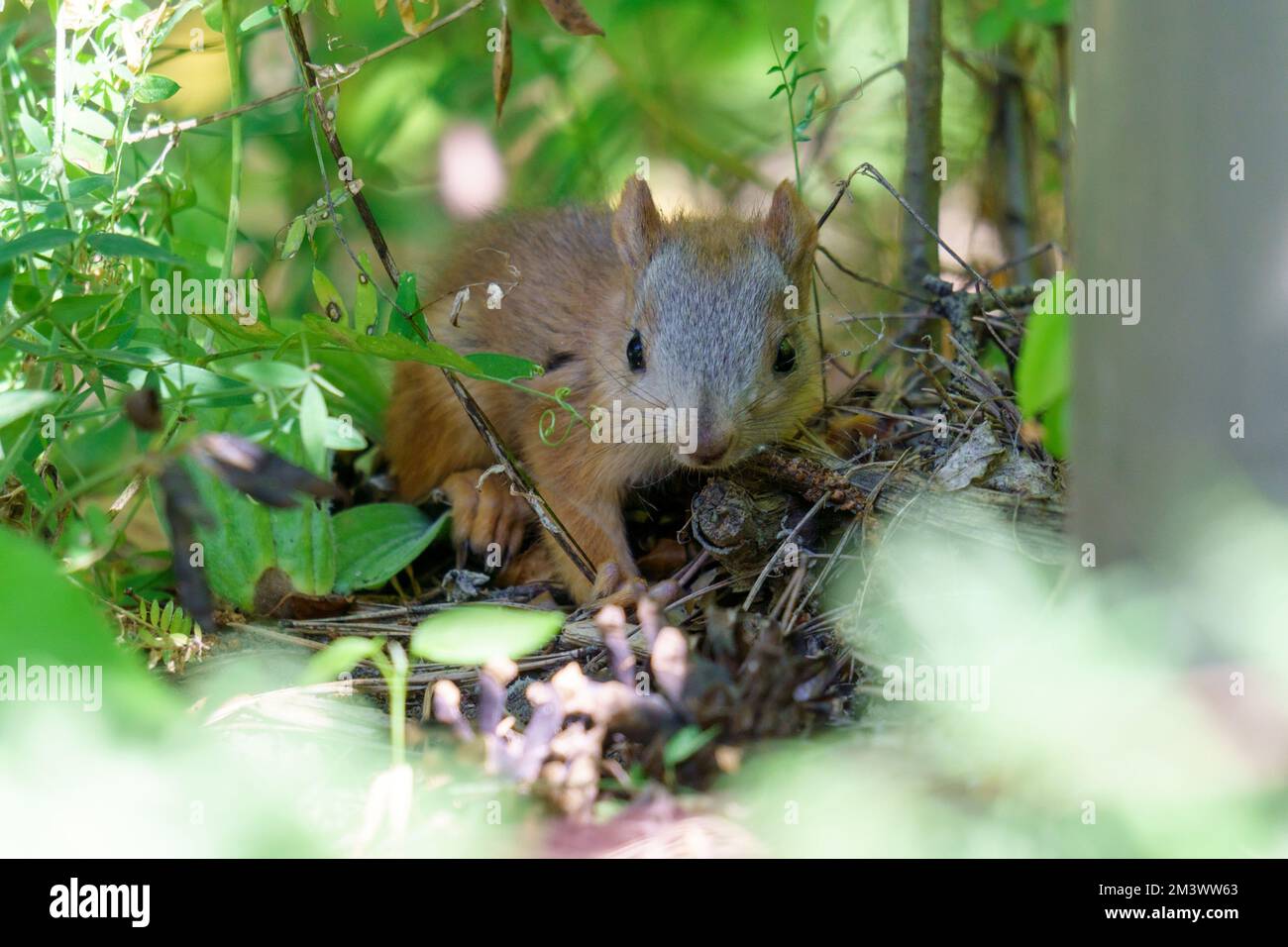 Baby squirrel is sitting on a tree. Animal, wild, cute, rodent, nature ...