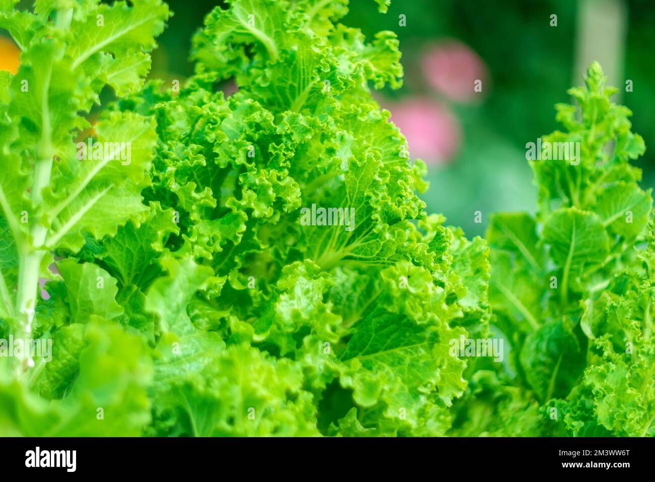 Lettuce leaves. Green and fresh lettuce leaves background. Harvesting ...