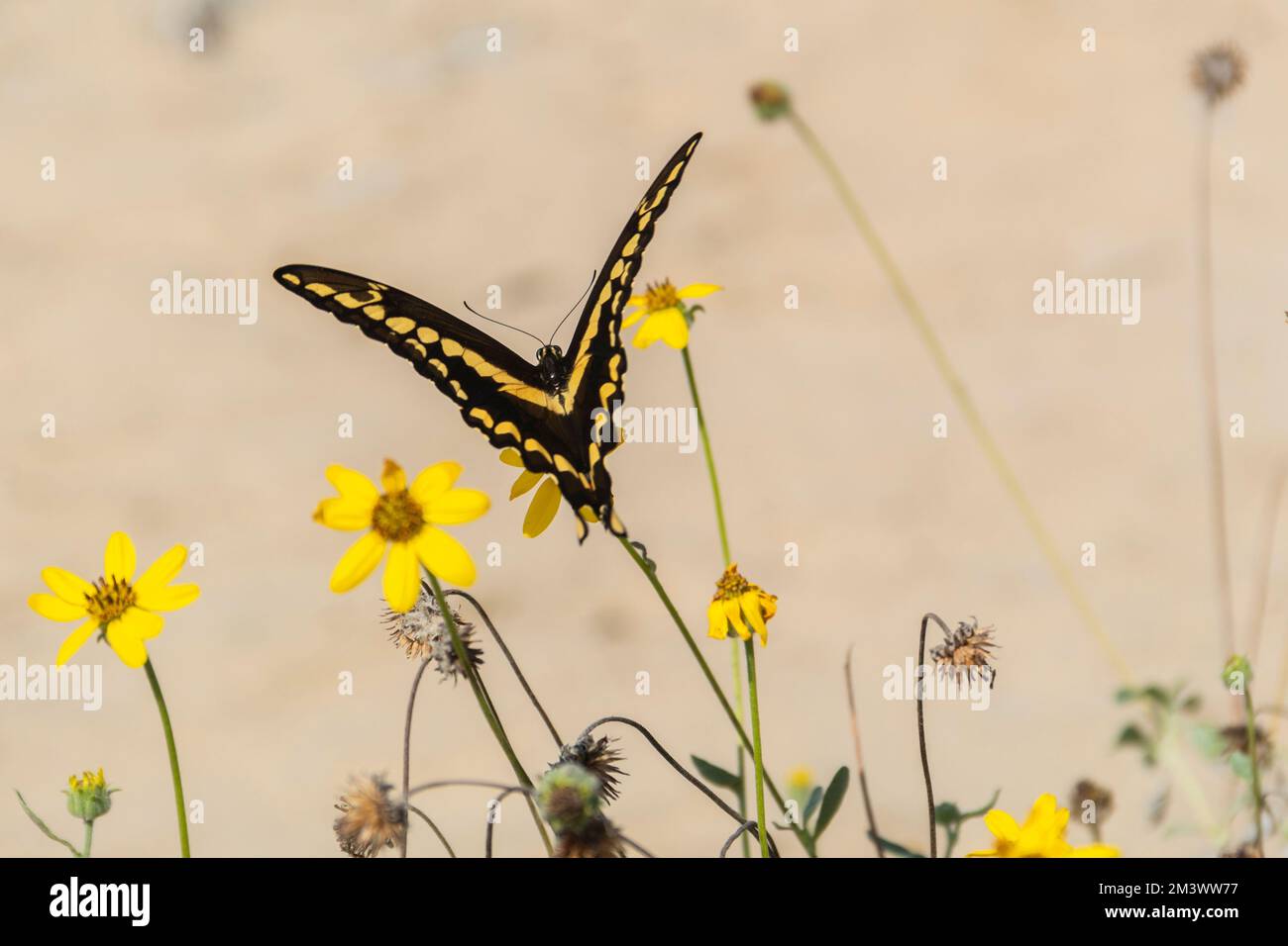A macro shot of a King swallowtail sitting on a yellow flower against ...