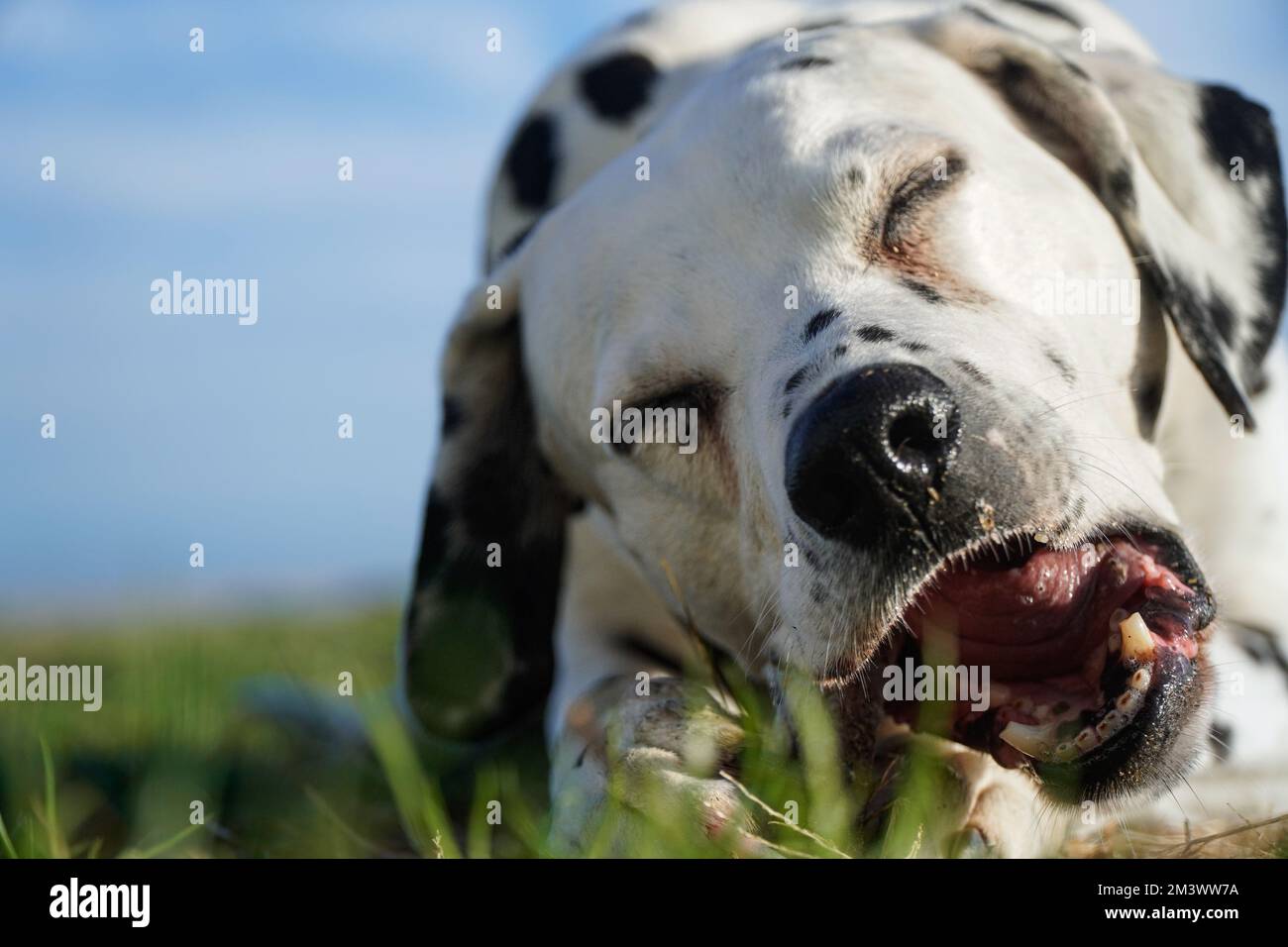 purebred dalmatian dog playing with a bone Stock Photo - Alamy