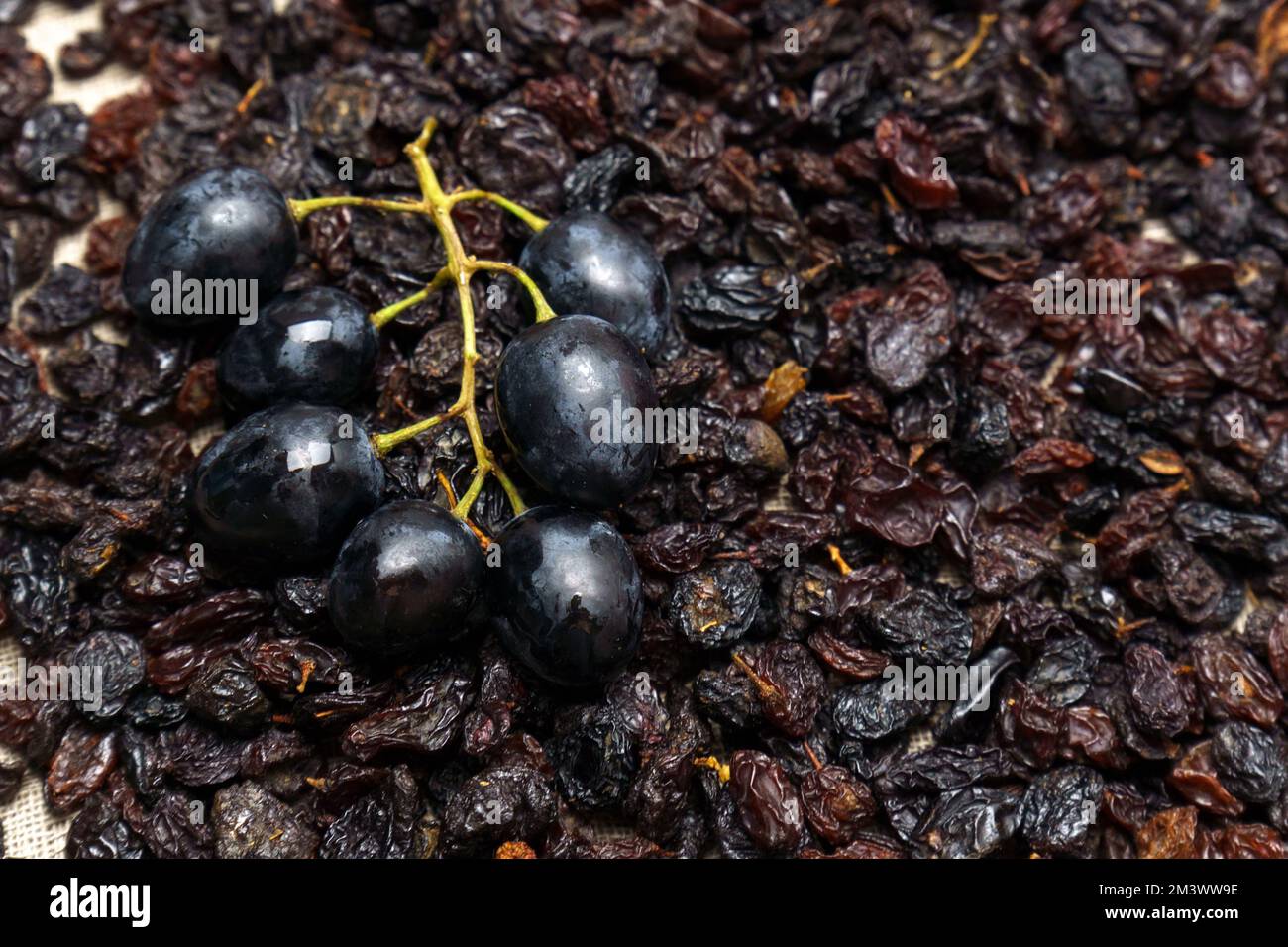 Dried black raisins. Raisins are obtained by dehydrating fresh grapes ...