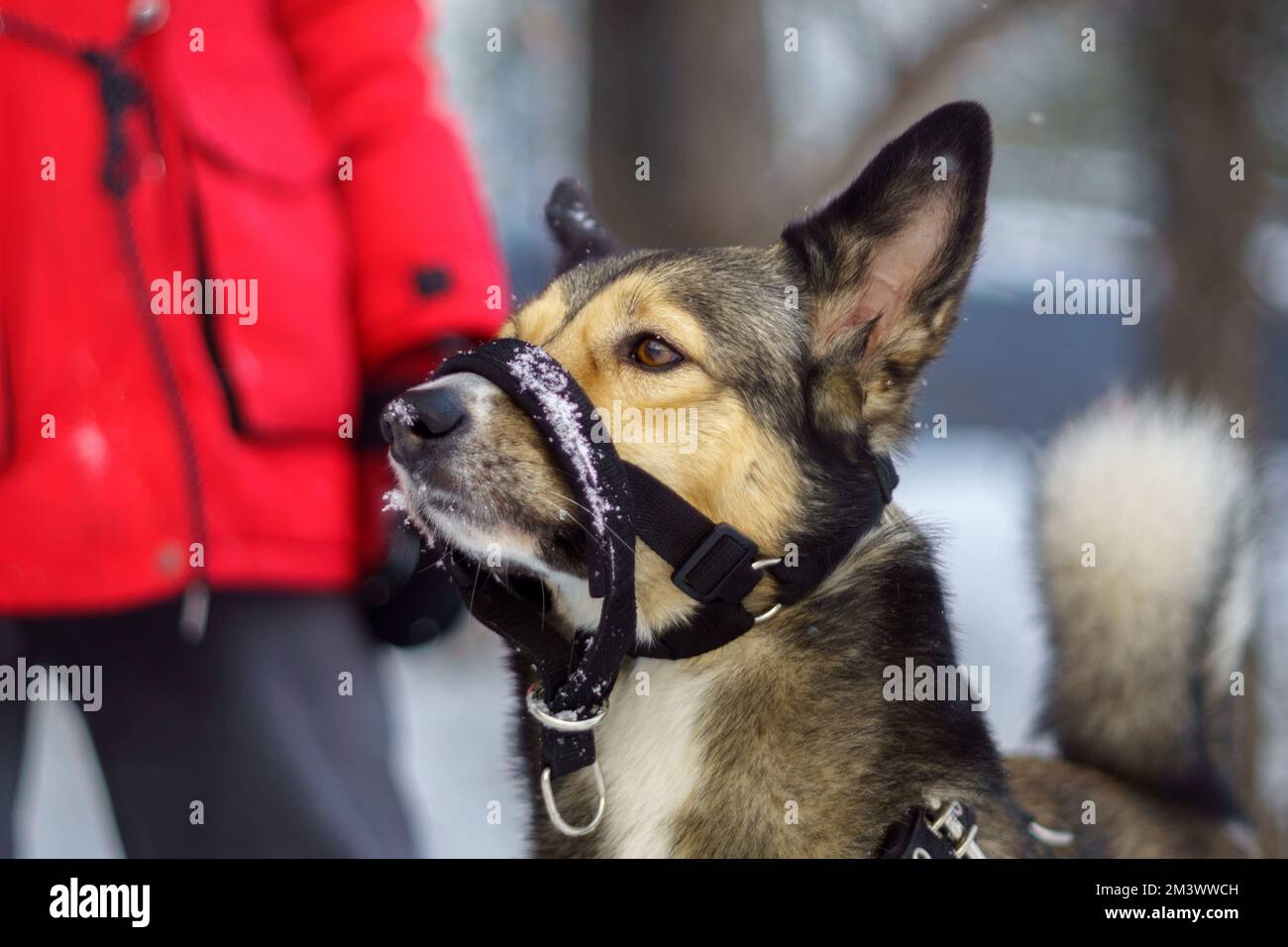 Husky dog with a muzzle in winter, close-up. Winter season. Selective ...