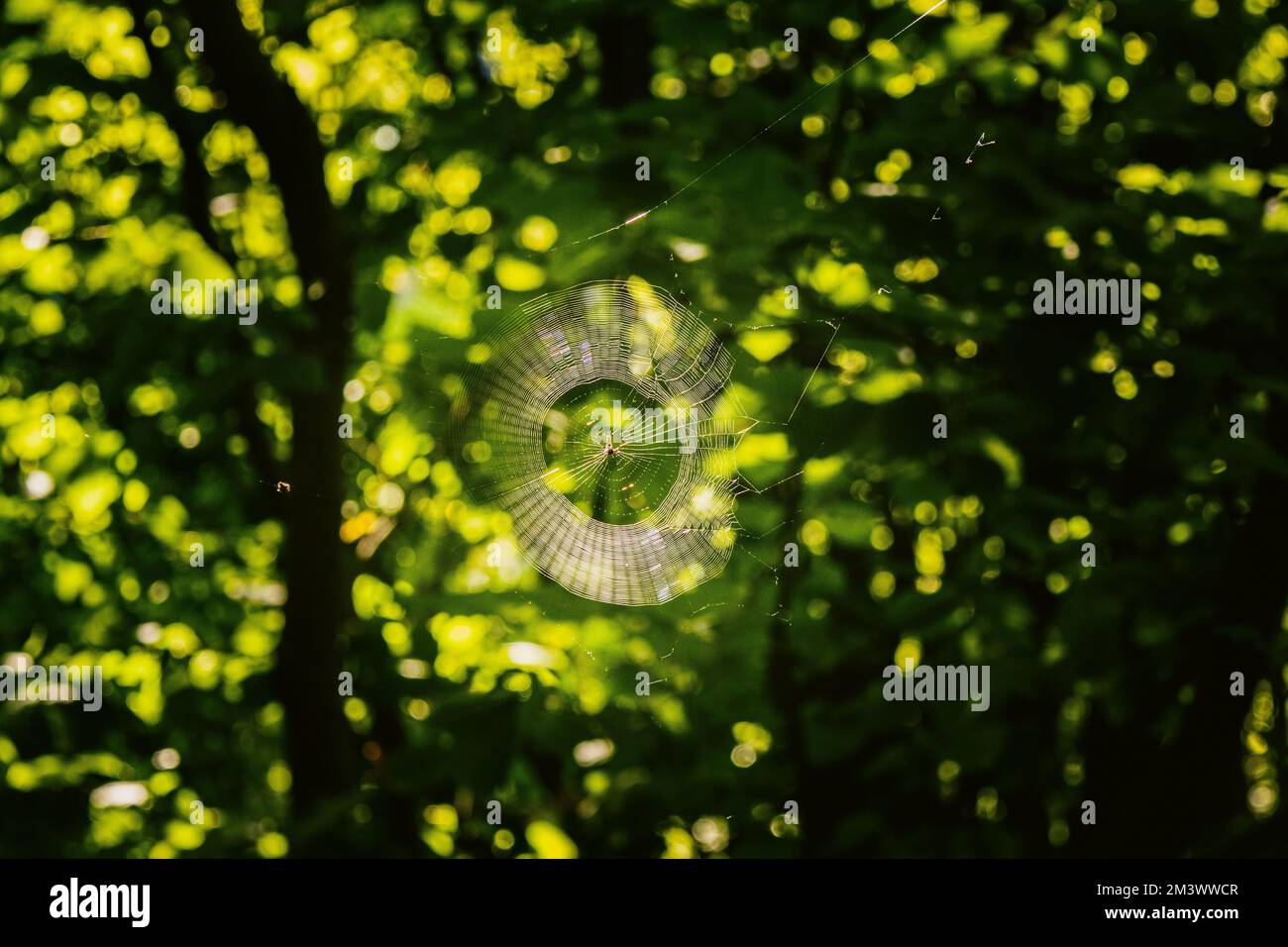 A closeup of a spider's net with sunlit trees blurred background Stock ...