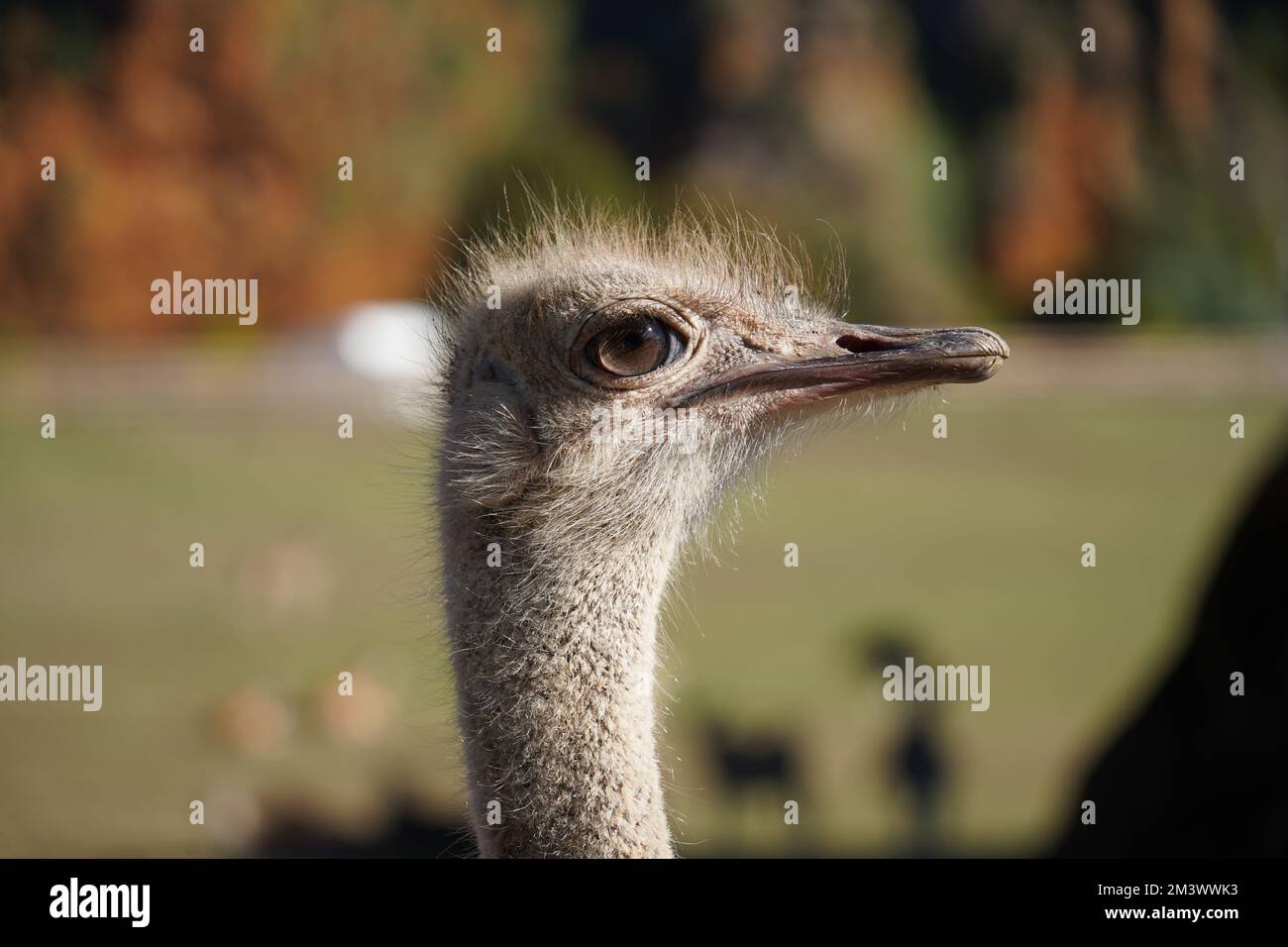 A closeup of a head of an Arabian ostrich with sunlit blurred ...
