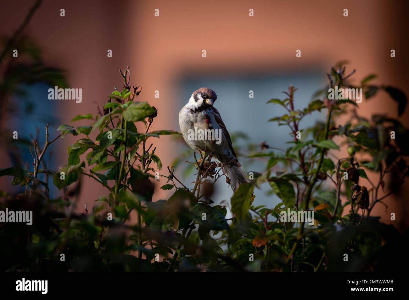 A closeup of a house sparrow perched in tree branches with a house ...
