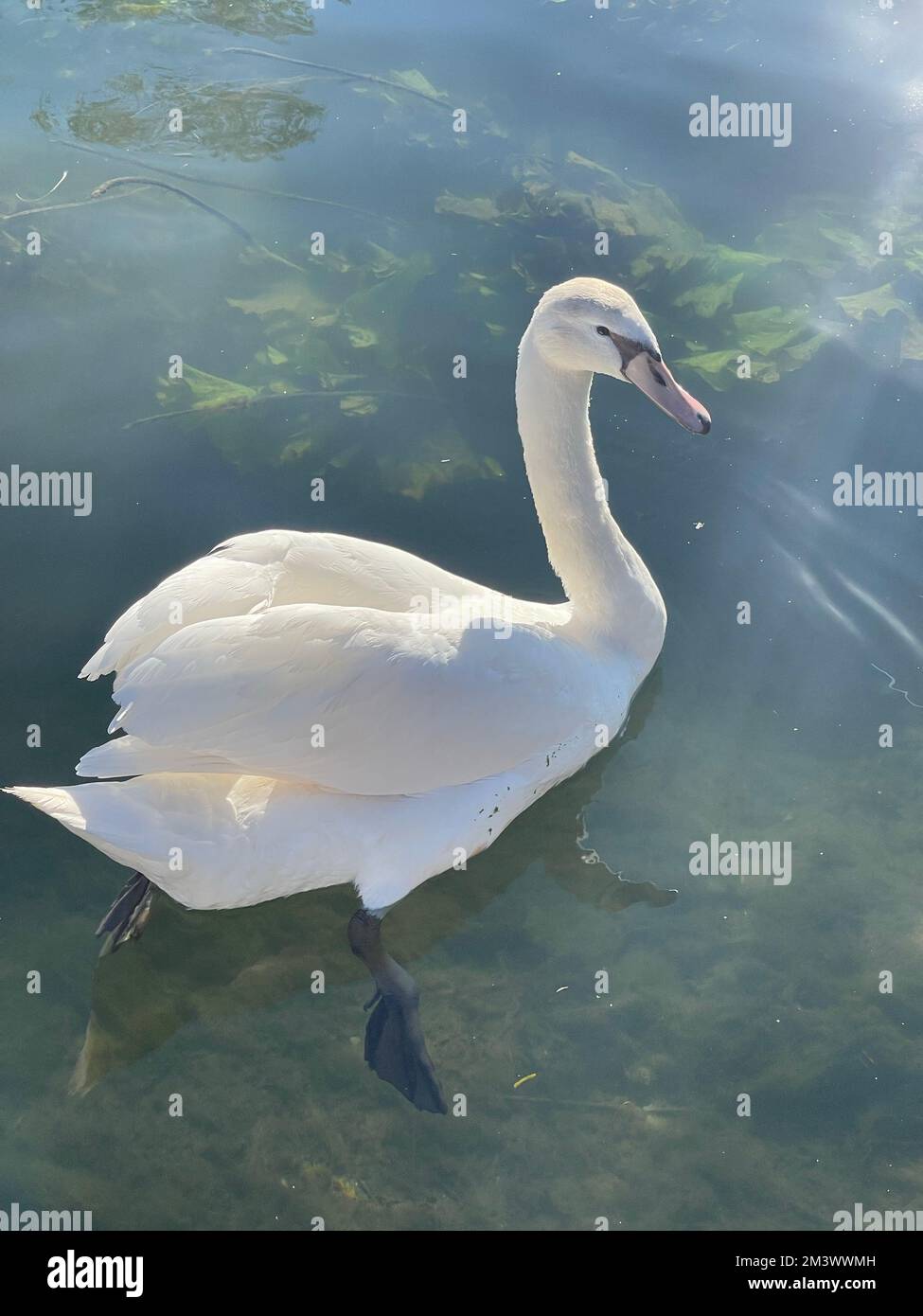 A vertical closeup of a white swan swimming in sunlit water Stock Photo ...