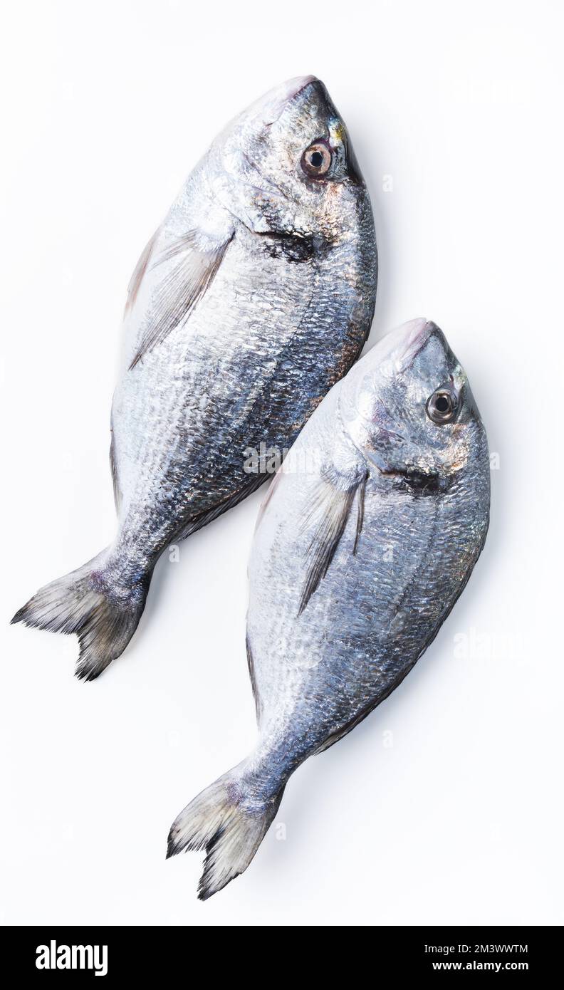 Sparus aurata linnaeus hi-res stock photography and images - Alamy