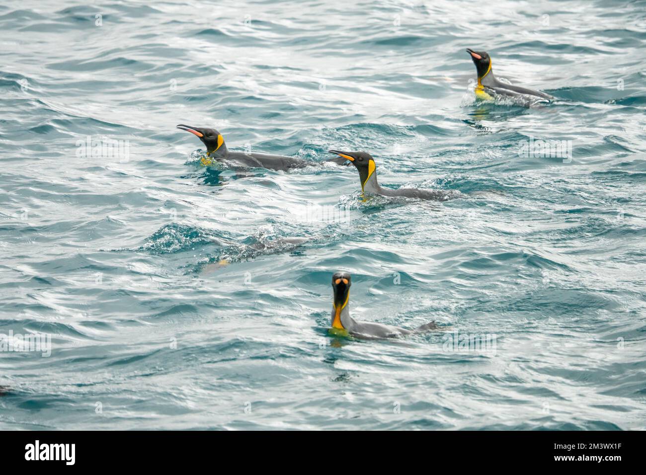 perfectly swimming king penguins (APTENODYTES PATAGONICUS) in the blue ...