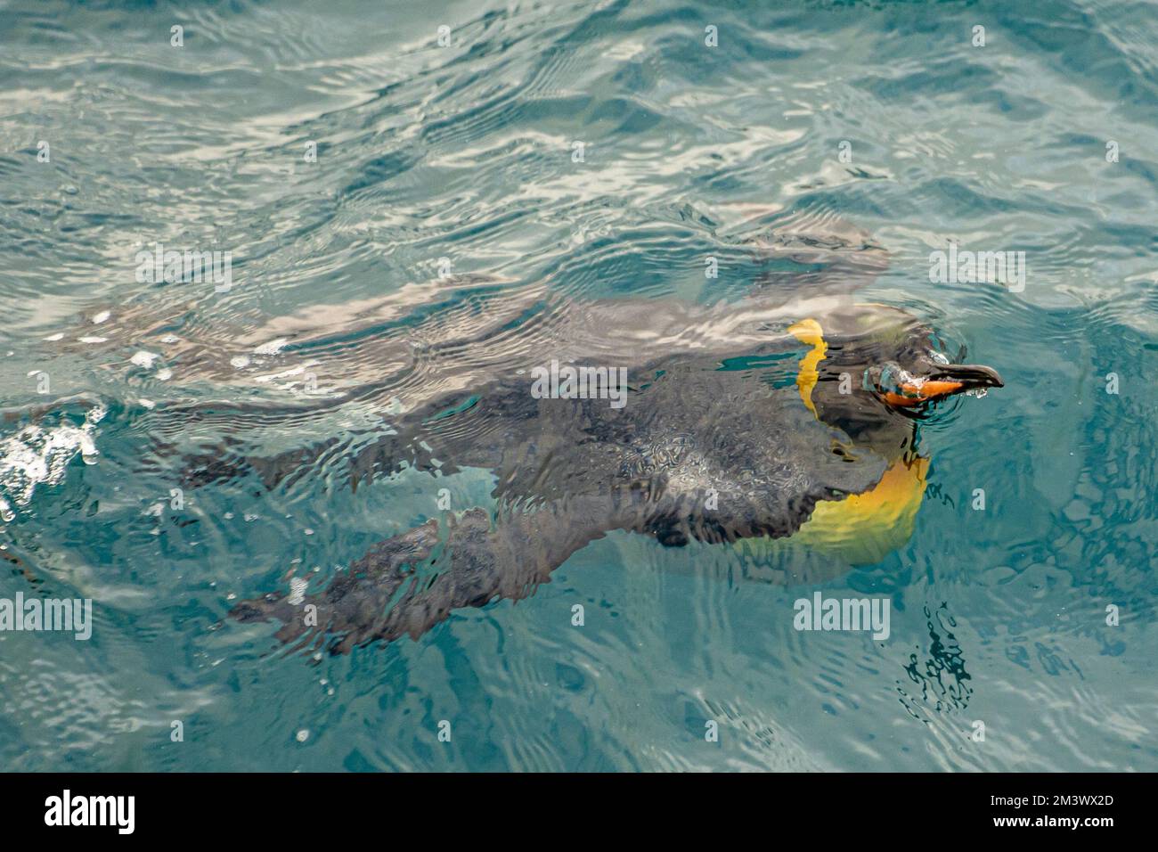 perfectly swimming king penguins (APTENODYTES PATAGONICUS) in the blue ...