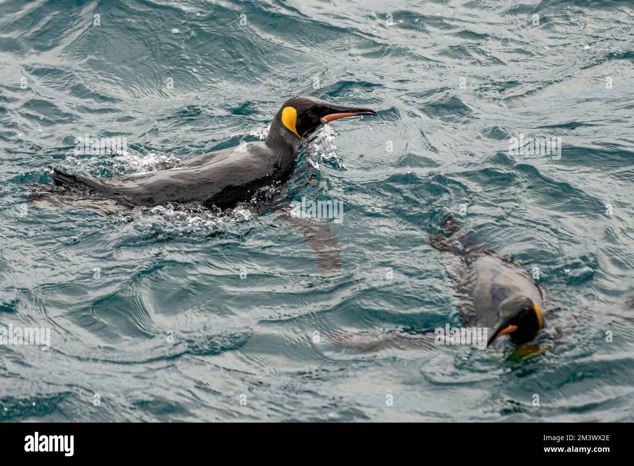 King penguin swim hi-res stock photography and images - Alamy