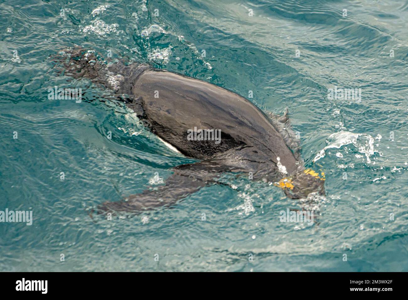 perfectly swimming king penguins (APTENODYTES PATAGONICUS) in the blue ...