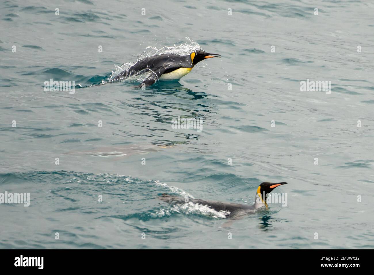 perfectly swimming king penguins (APTENODYTES PATAGONICUS) in the blue ...