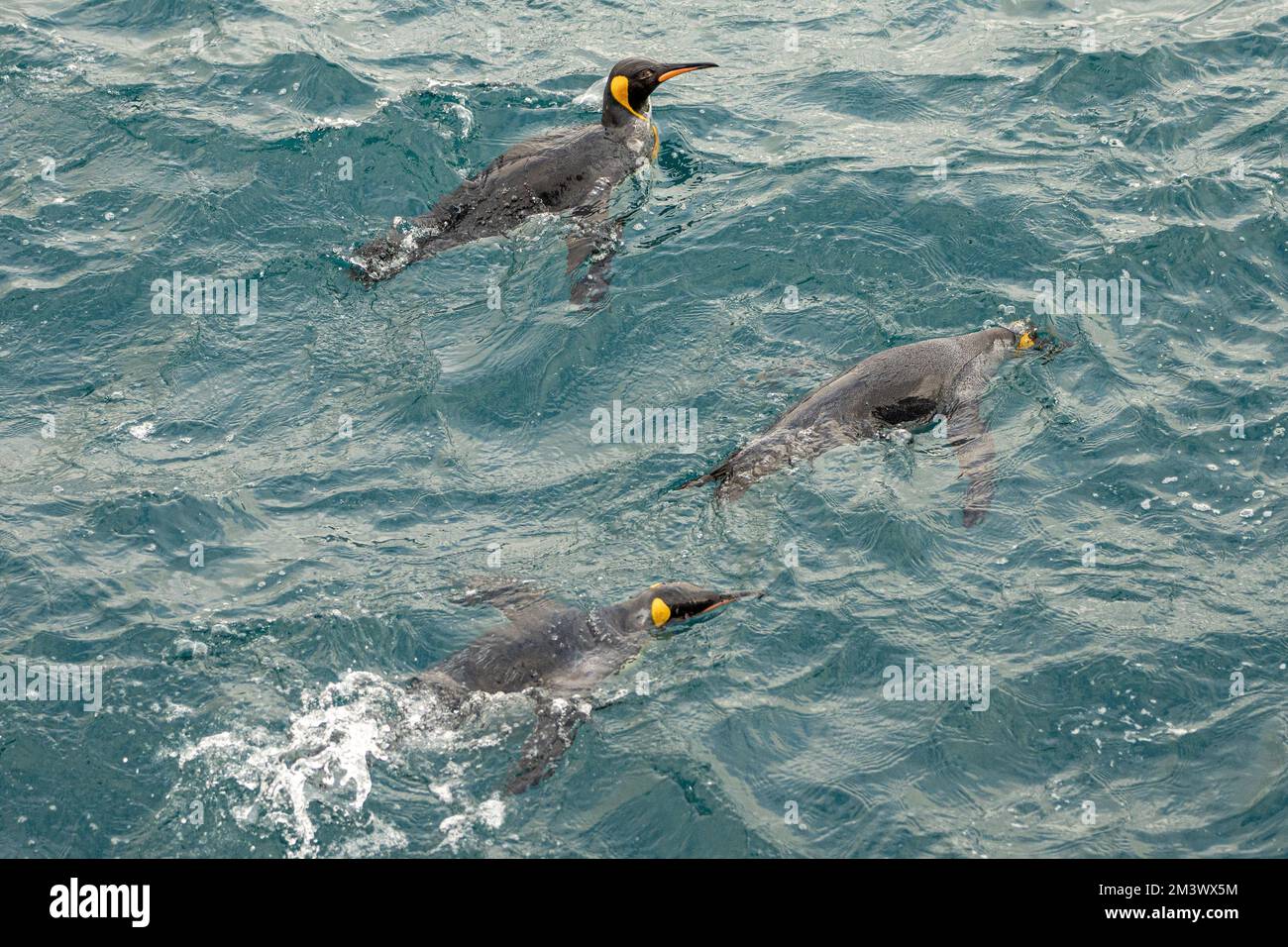 perfectly swimming king penguins (APTENODYTES PATAGONICUS) in the blue ...