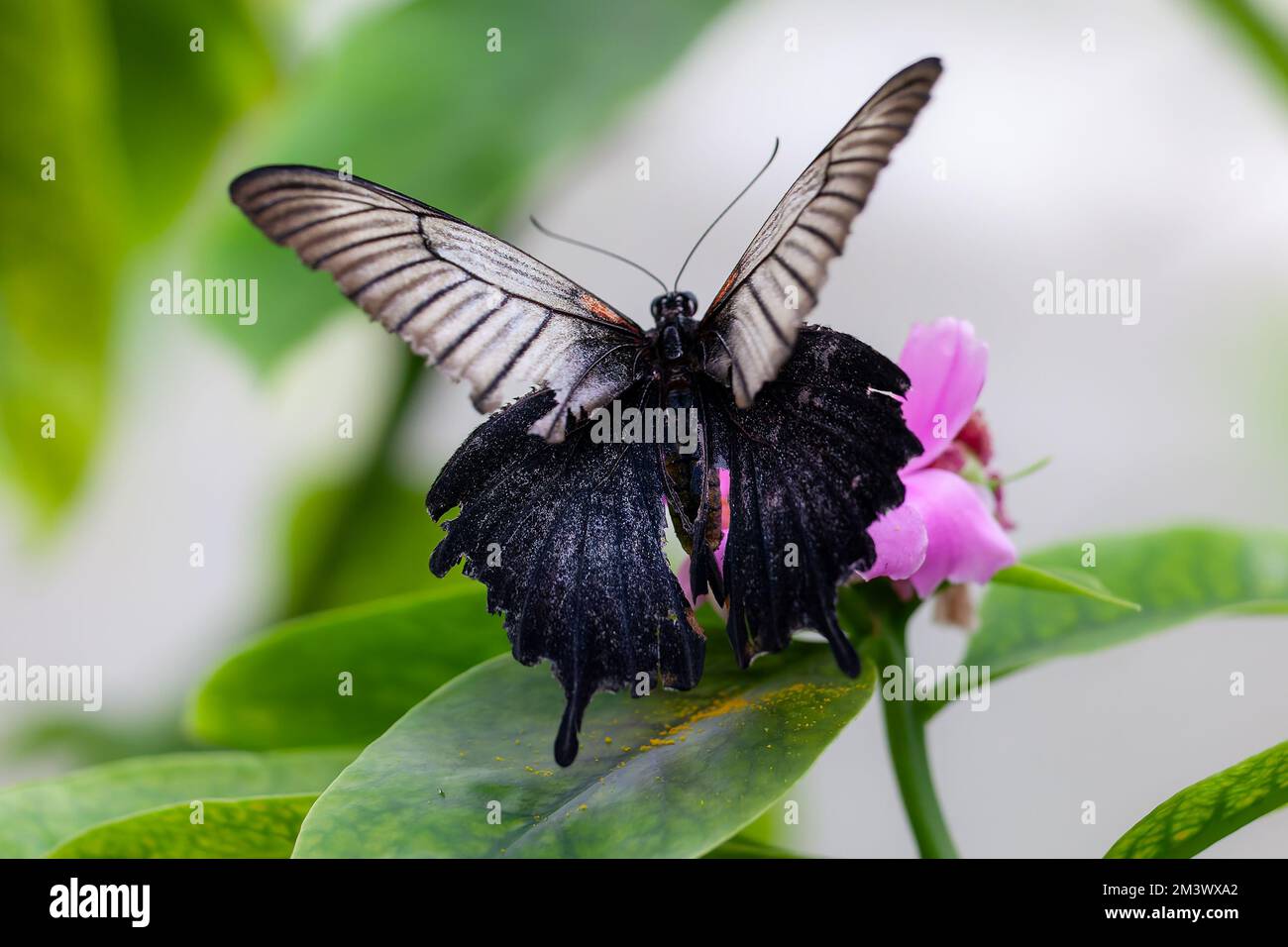 Beautiful great Mormon butterfly perching on a pink flower in the ...