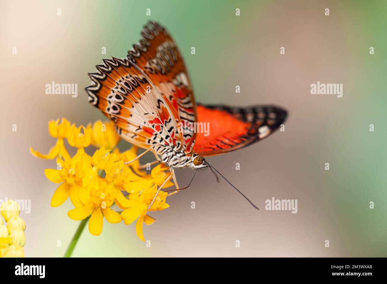 A red lacewing butterfly feeding on the nectar of a goldenrod flower ...