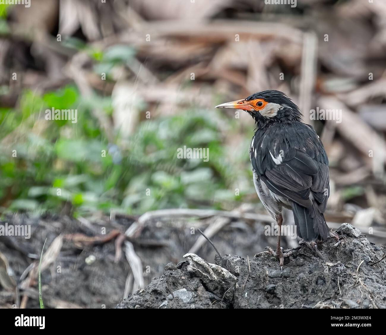 A Indian pied myna bird standing on a muddy ground at the field with ...