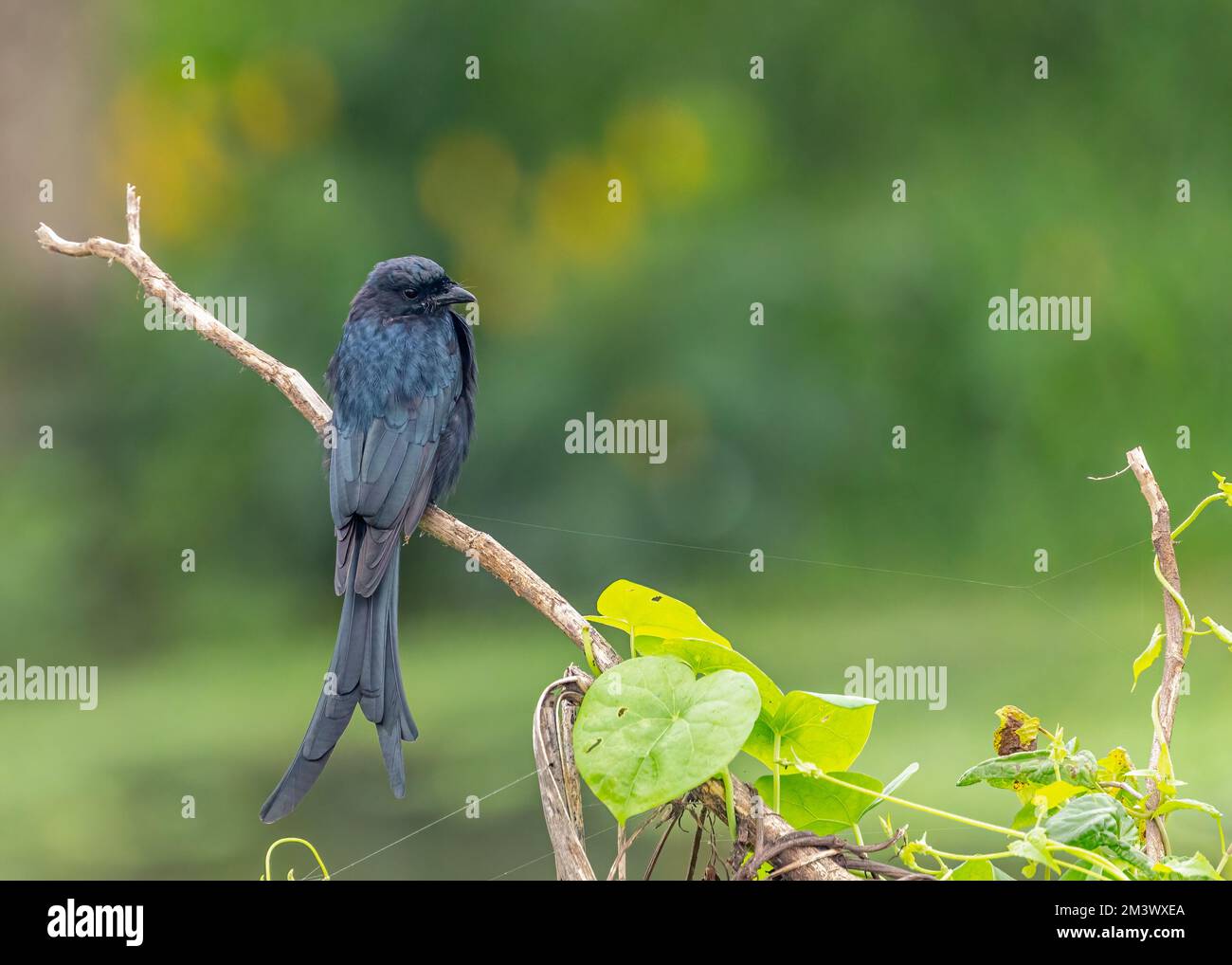 A black drongo bird sitting on a tree branch in the park with blur ...