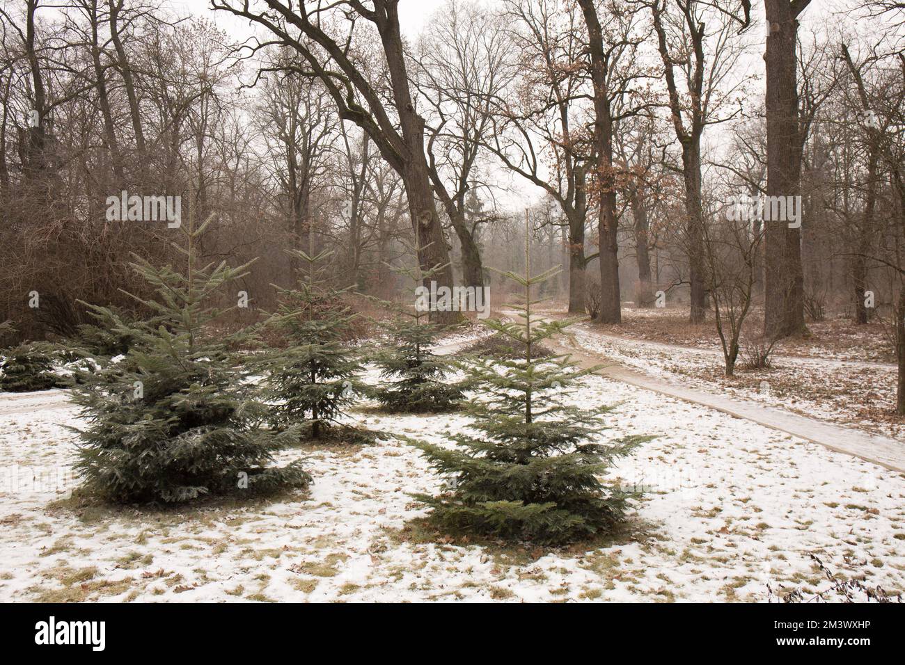 Beautiful young christmas trees hi-res stock photography and images - Alamy