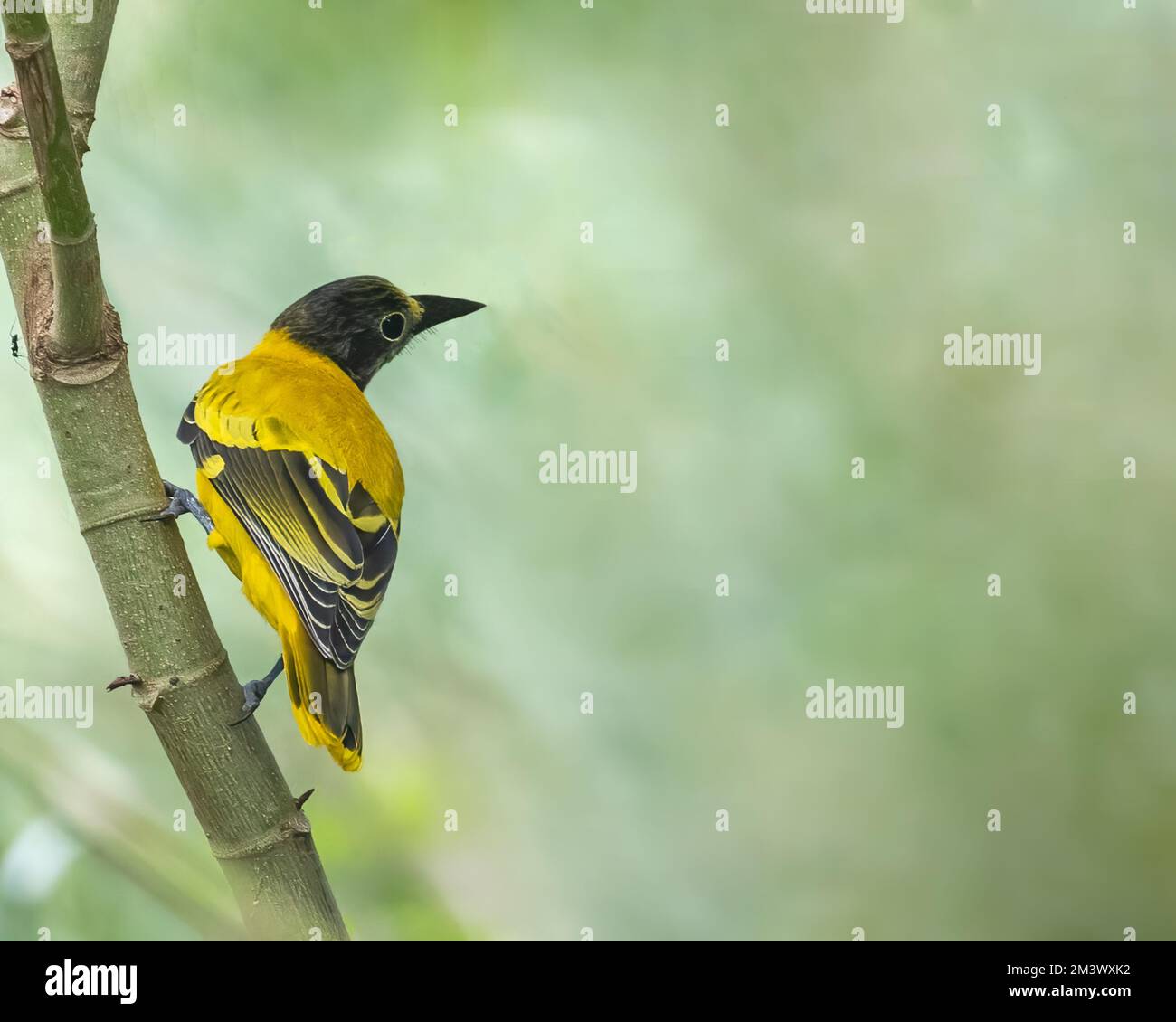 A black-hooded oriole bird clinging to a small tree branch with blur ...