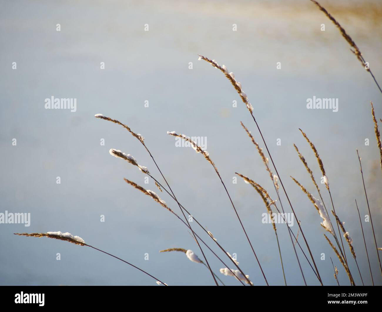 Grasses at waters edge hi-res stock photography and images - Alamy