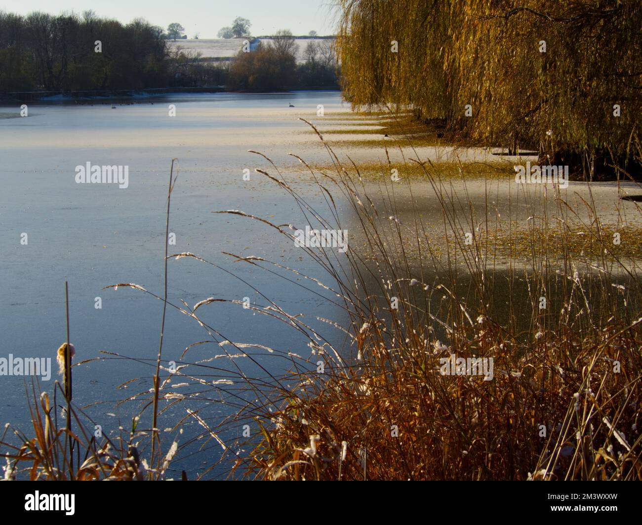 willows on island in frozen reservoir Stock Photo - Alamy