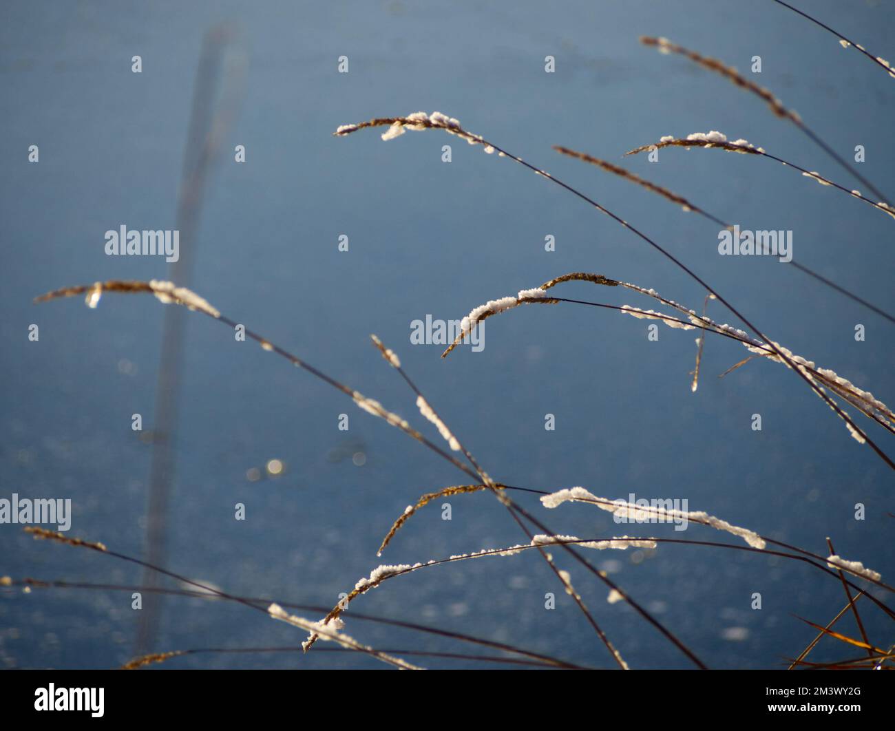 Grasses at waters edge hi-res stock photography and images - Alamy