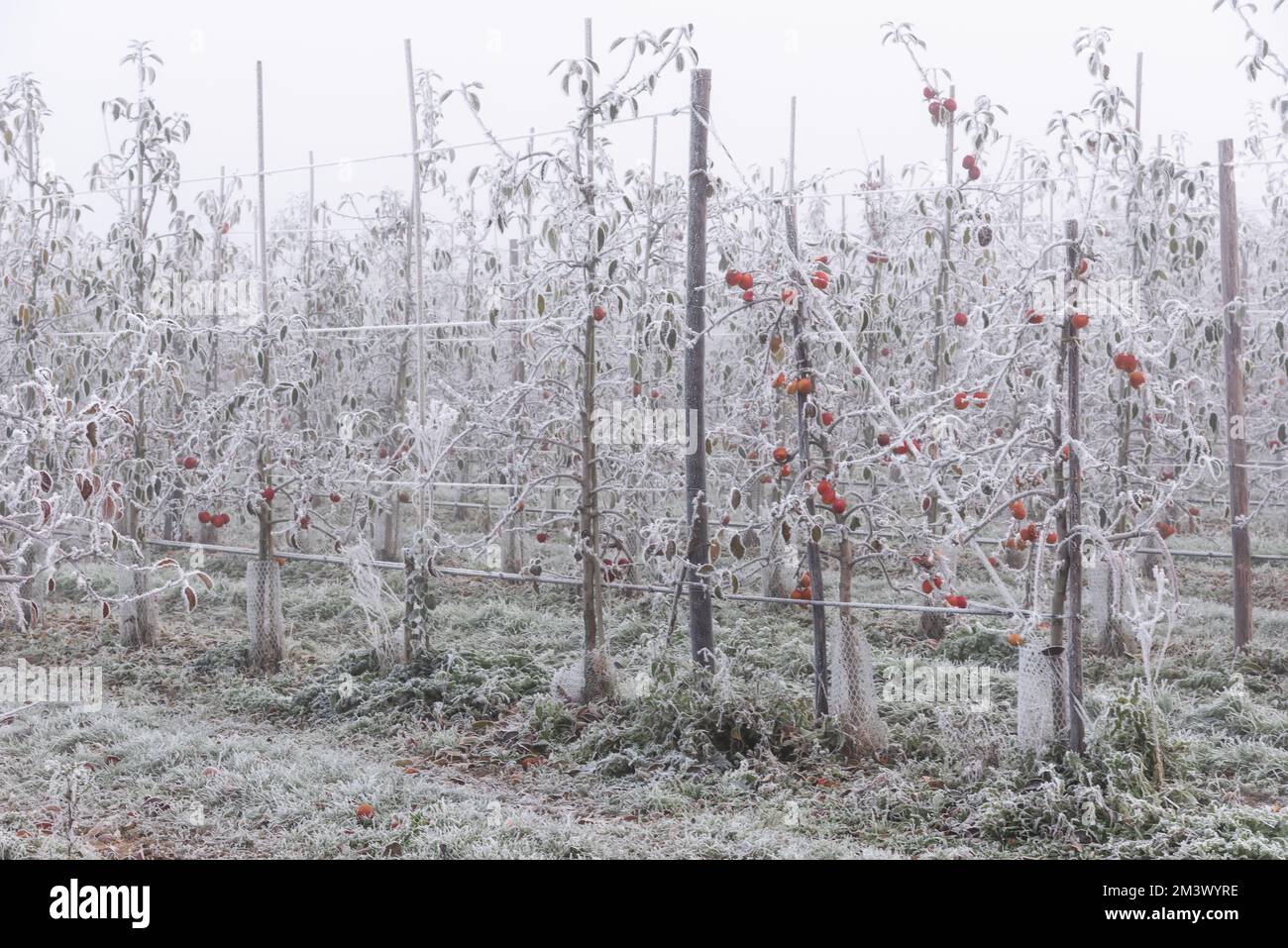 Hard frost on apple trees in an orchard Stock Photo - Alamy