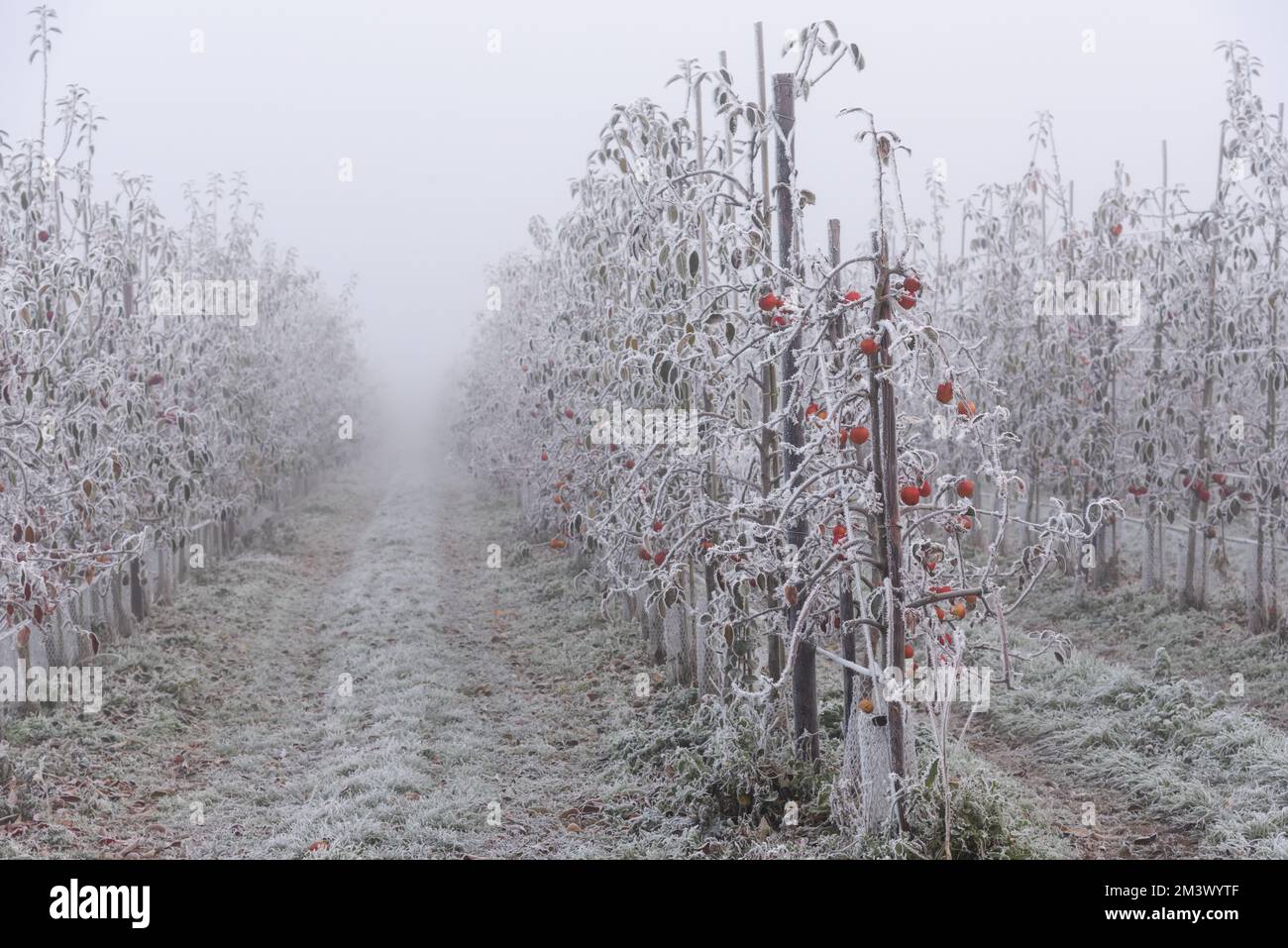 Hard frost on apple trees in an orchard Stock Photo - Alamy