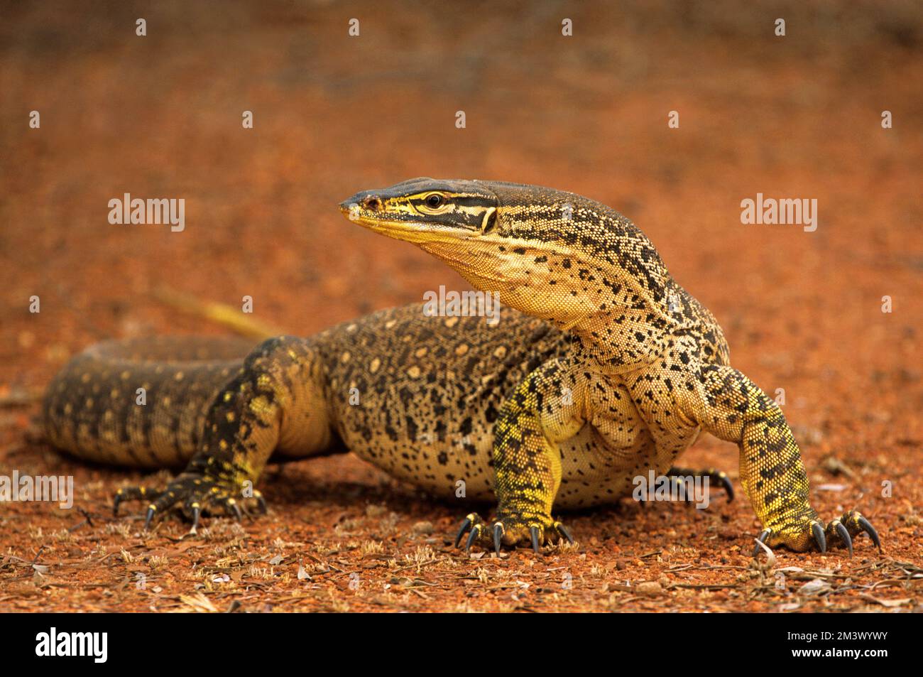 Goulds Goanna in Central Australia's red desert sand Stock Photo - Alamy