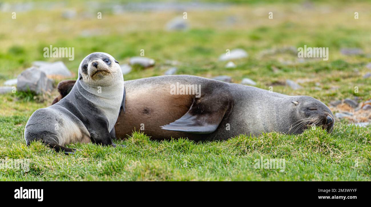 female antarctic fur seal (Arctocephalus gazella) antarctic fur seal -lying in her natural ...