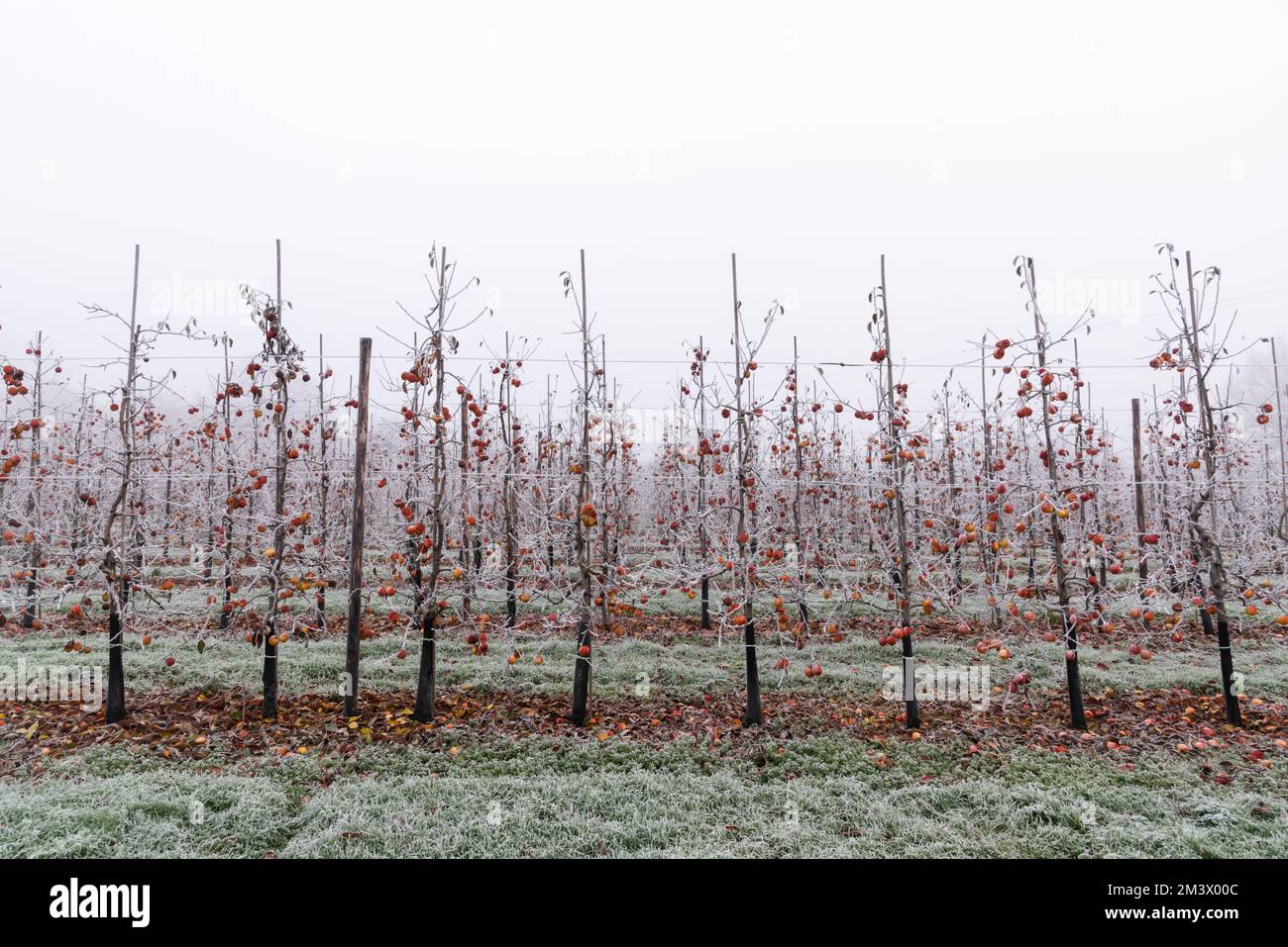 Frost on fruit trees hi-res stock photography and images - Alamy