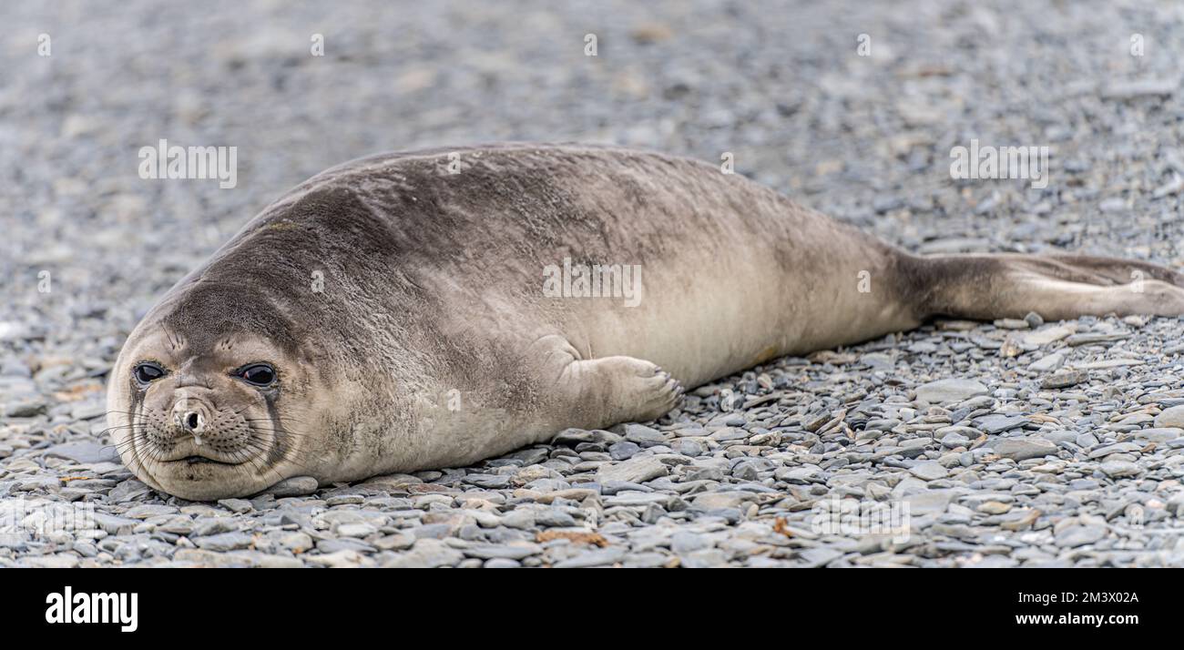 Antarctic fur seal (Arctocephalus gazella) lies on its belly on the ...
