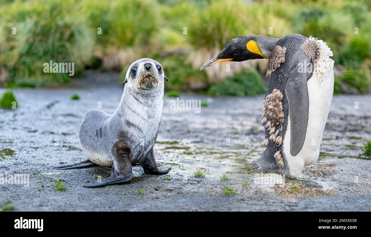 Natural paradise South Georgia - a king penguin in moult (APTENODYTES ...