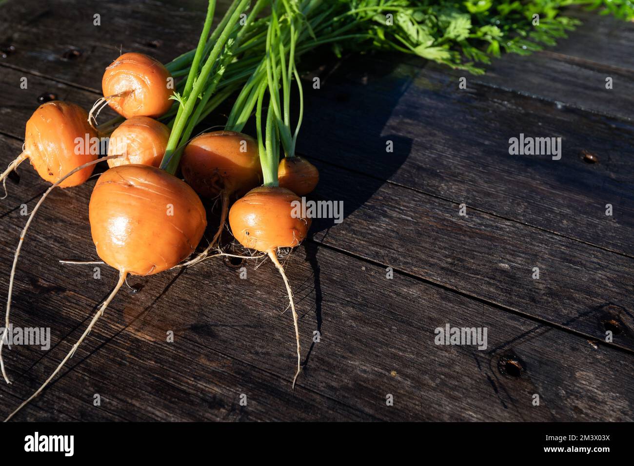 Fresh home garden grown organic round carrot on barn wood Stock Photo ...