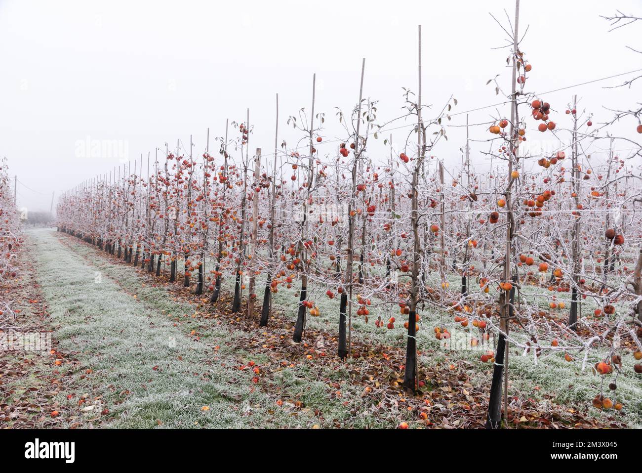 Frost on fruit trees hi-res stock photography and images - Alamy