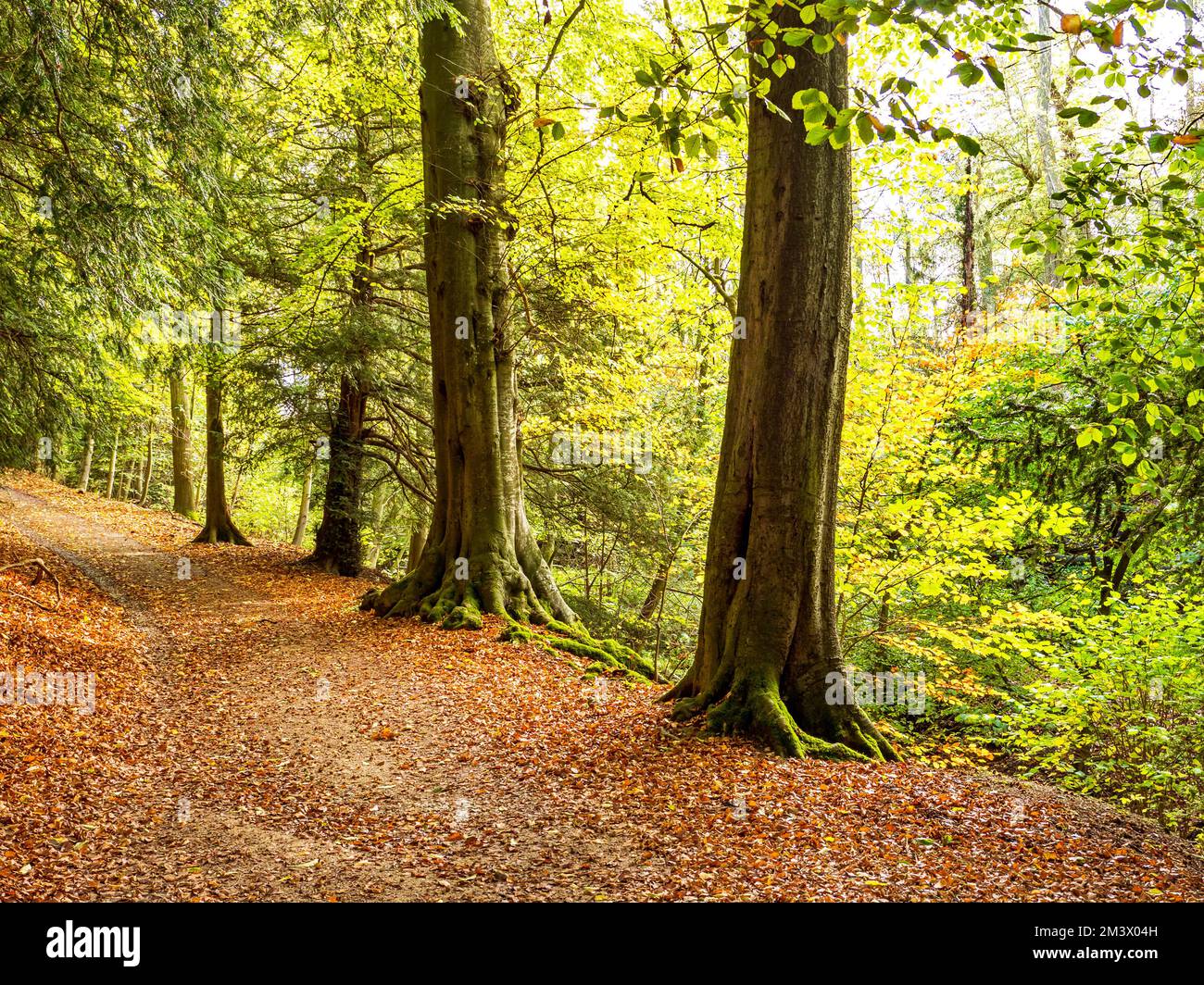Fall forest path fallen leaves hi-res stock photography and images - Alamy