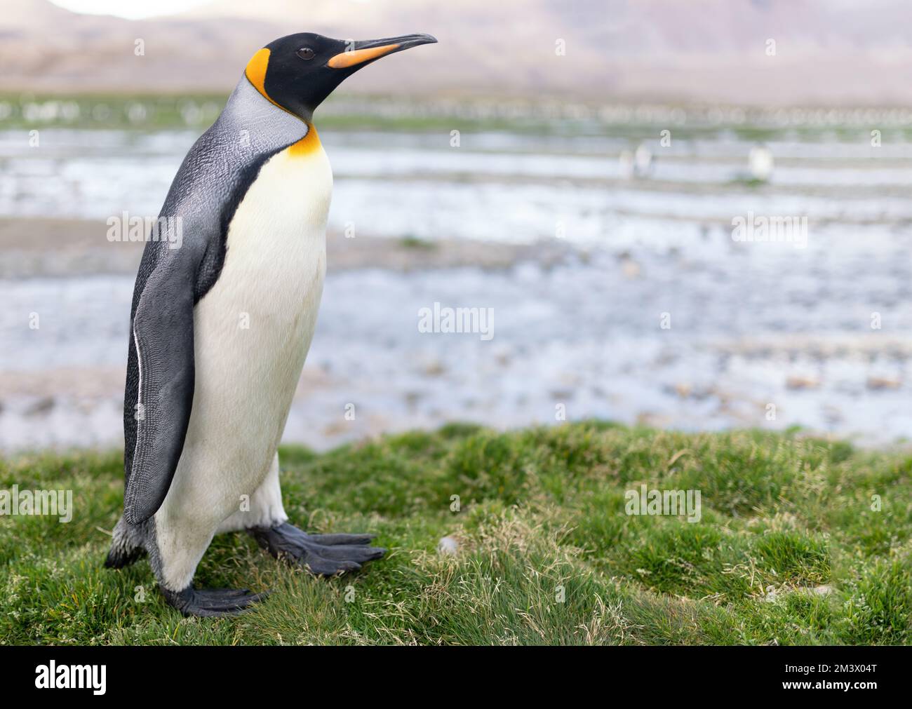 single, upright king penguin King penguin (APTENODYTES PATAGONICUS) in ...
