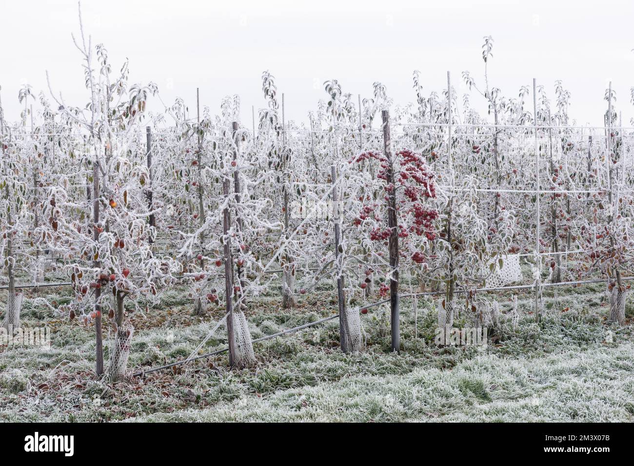 Hard frost on apple trees in an orchard Stock Photo - Alamy