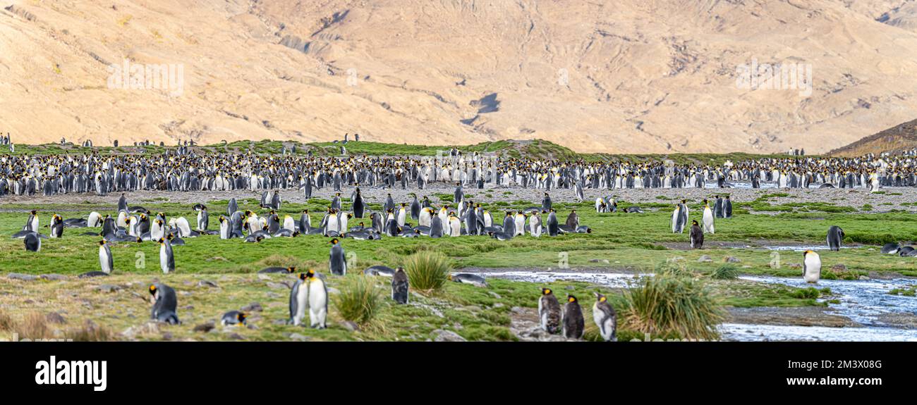 North Coast of South Georgia - view from Whistle Cove beach in Fortuna ...