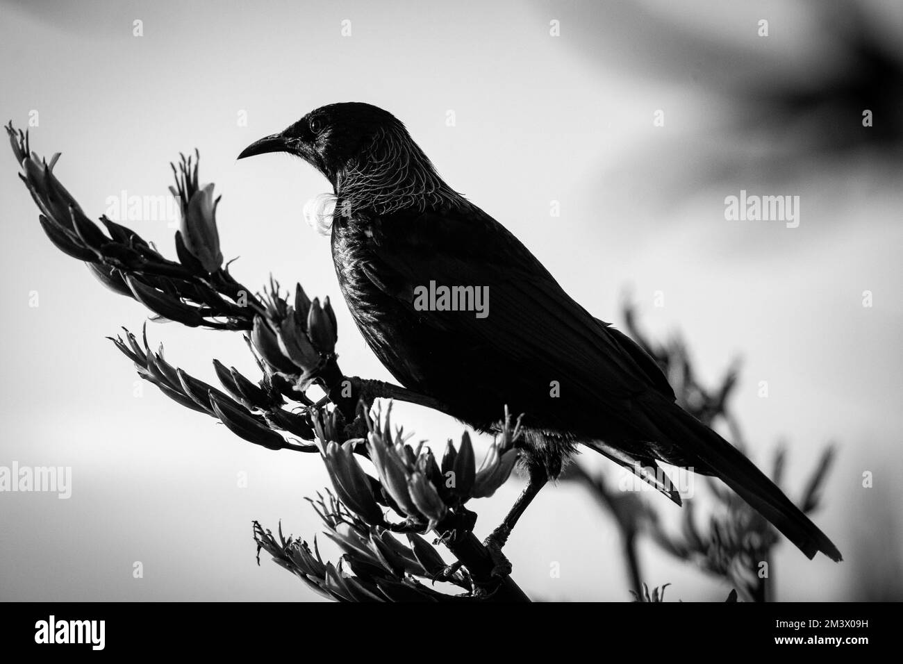 Tui bird on branch Black and White Stock Photos & Images - Alamy