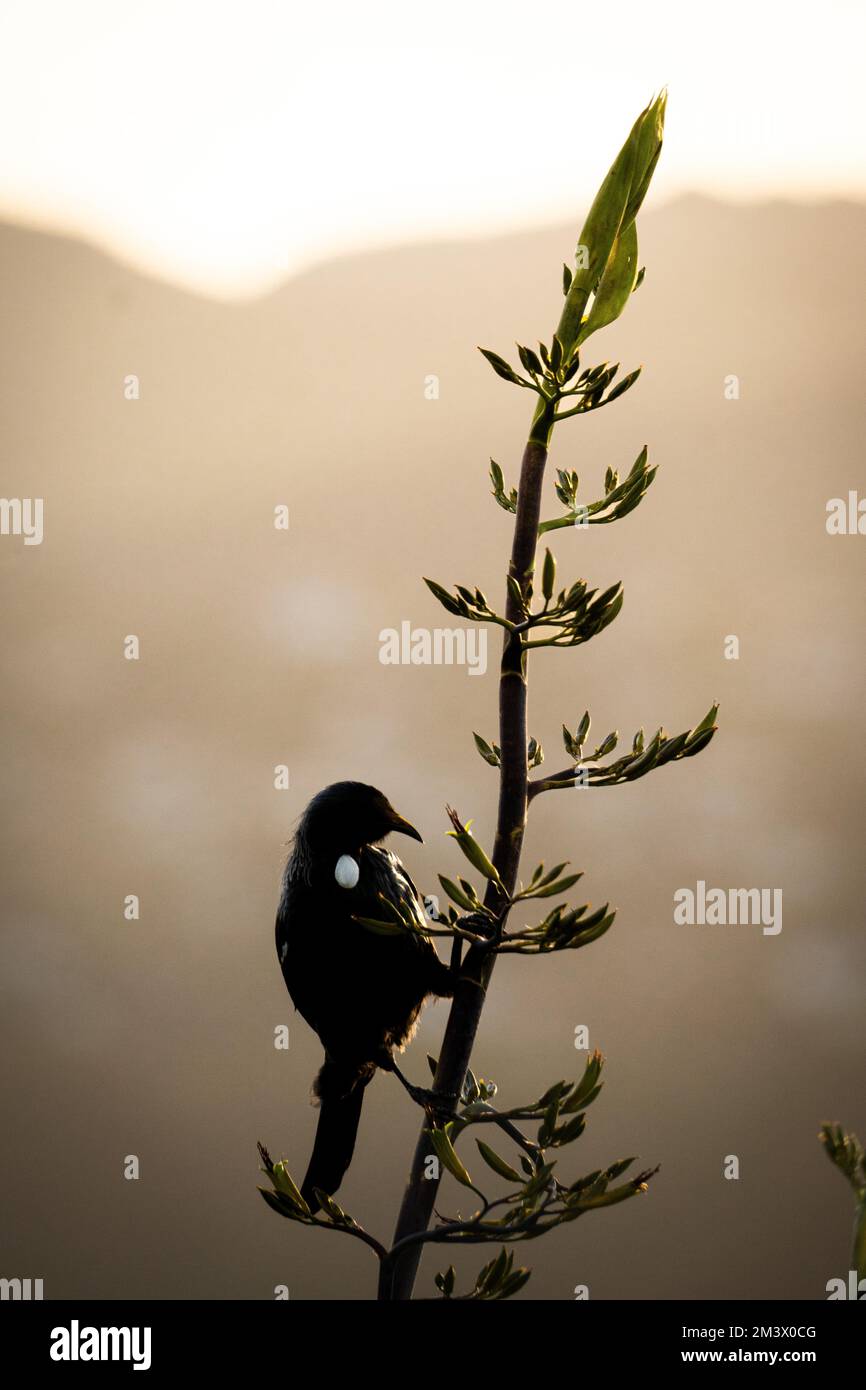 A Tui bird sitting on a branch with dried leaves against sunset sky ...