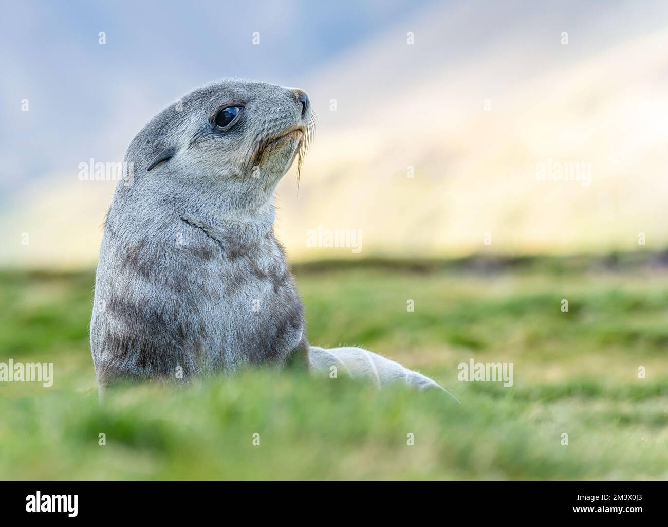 Young Antarctic fur seal baby (Arctocephalus gazella) in South Georgia ...