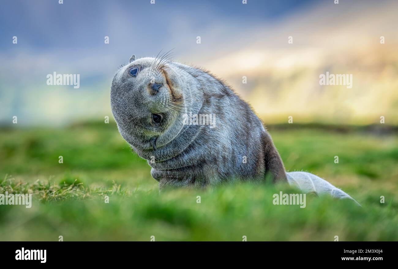 Young Antarctic fur seal baby (Arctocephalus gazella) in South Georgia ...
