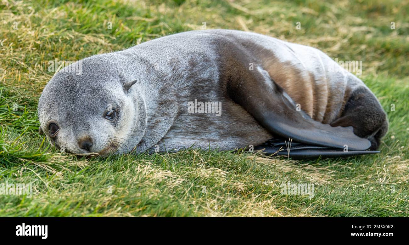 Young Antarctic fur seal baby (Arctocephalus gazella) in South Georgia ...