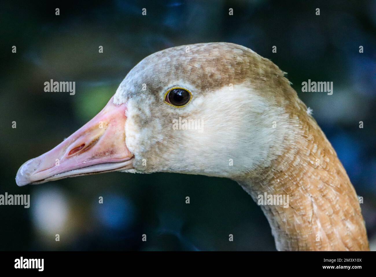 Portrait of a goose hi-res stock photography and images - Alamy
