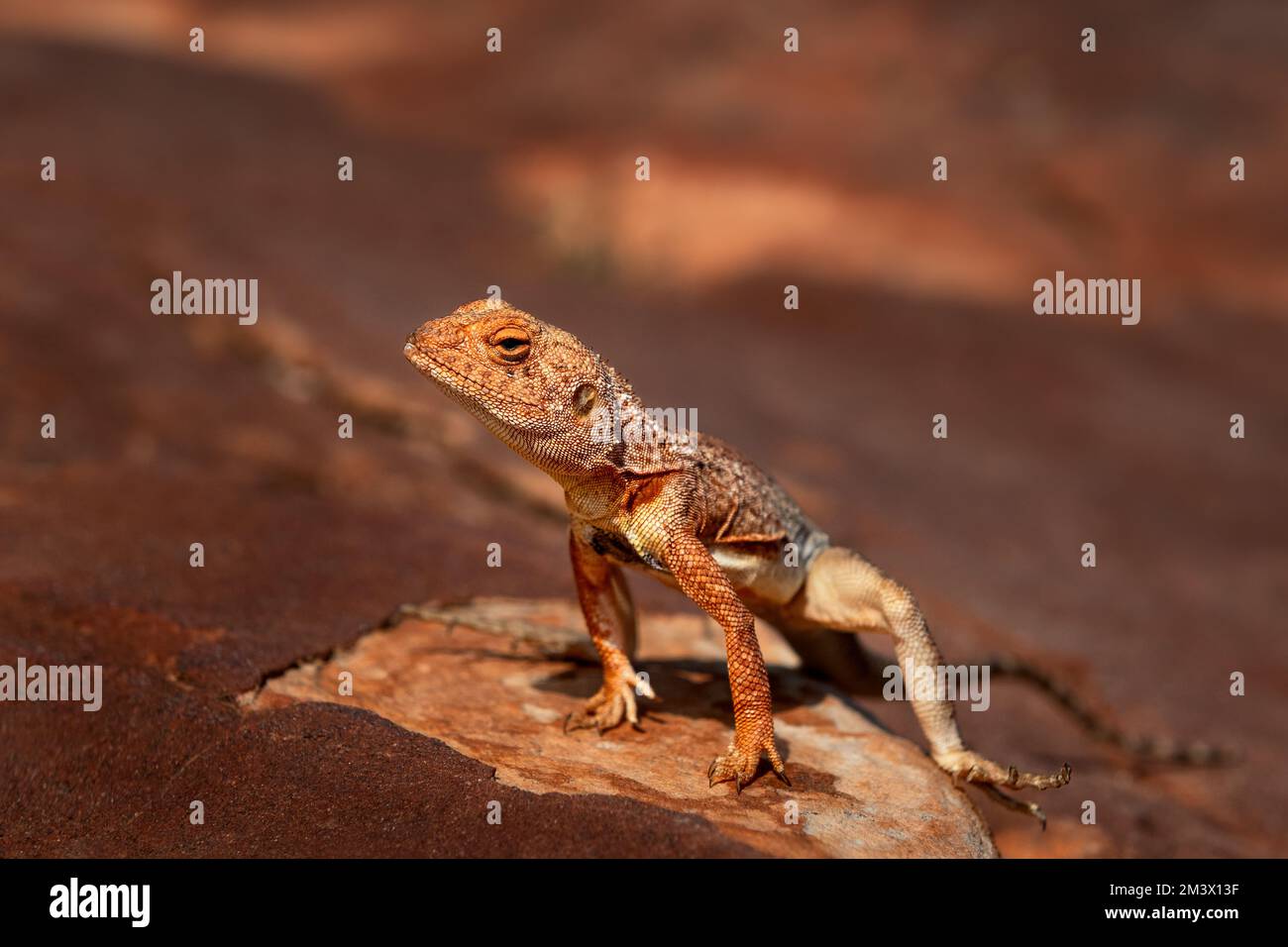 Ring-tailed Dragon basking on rock in Central Australia Stock Photo - Alamy