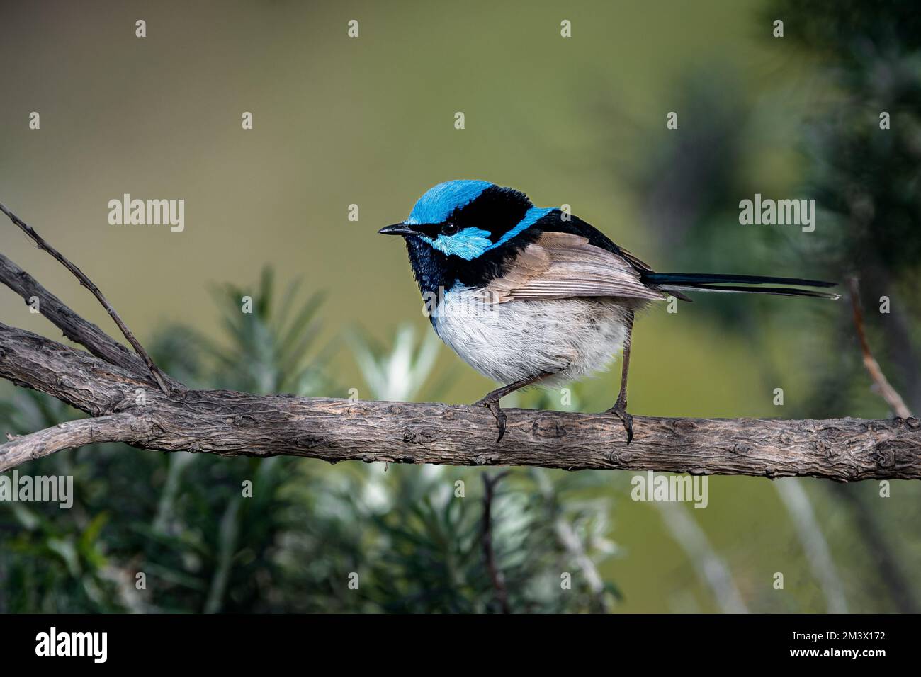 Beautiful Superb Fairy Wren in its habitat Stock Photo - Alamy