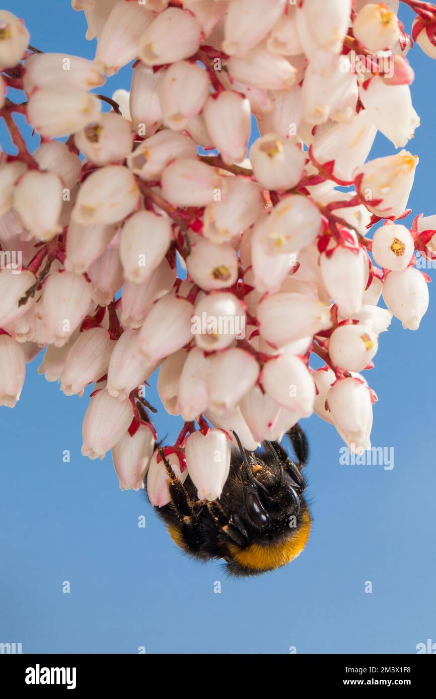 Buff-tailed Bumblebee (Bombus terrestris) adult queen feeding on Pieris ...