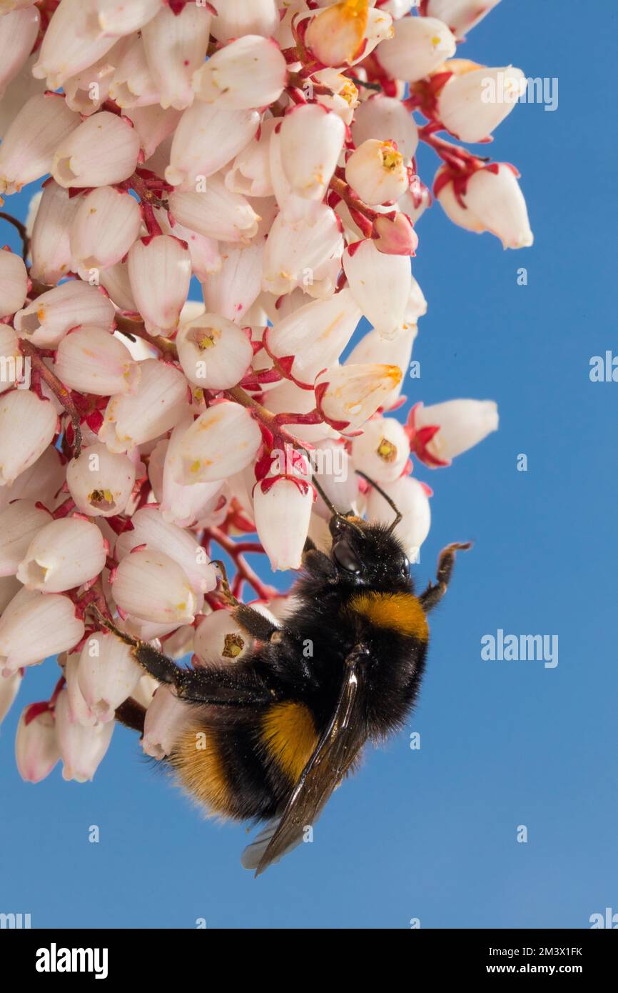 Buff-tailed Bumblebee (Bombus terrestris) adult queen feeding on Pieris ...